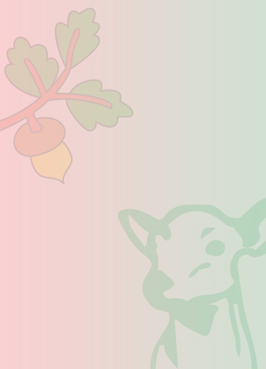 The Federation Of Burley and Sopley Primary Schools - Federation